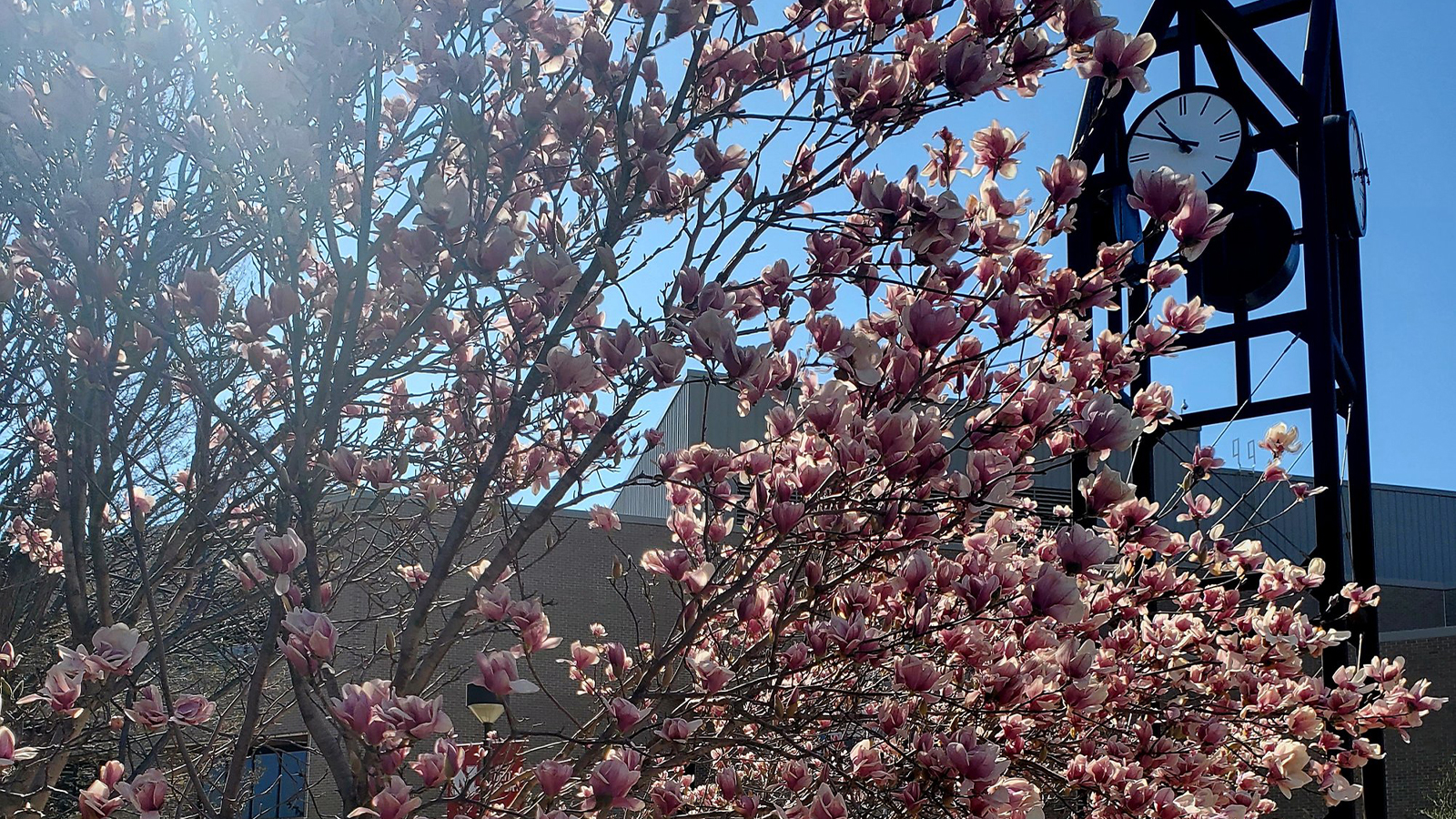 Ringing in spring | Nebraska Today