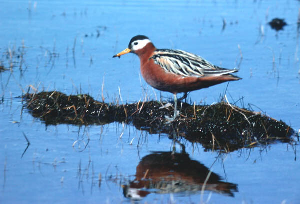 Nebraska Wildlife Federation honors UNL club | Nebraska Today