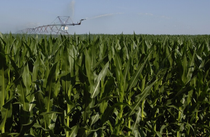 Report: Nebraska ag production complex is key to economy | Nebraska Today